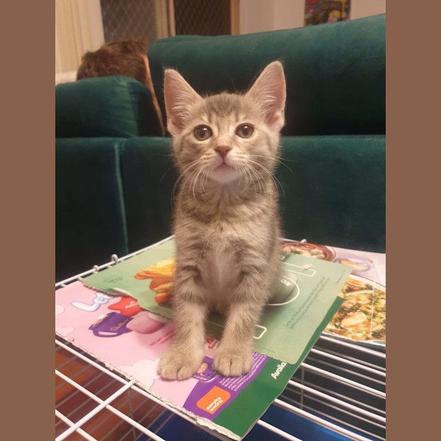 Fatty McFatterson - Female Domestic Short Hair Cat in NSW - PetRescue