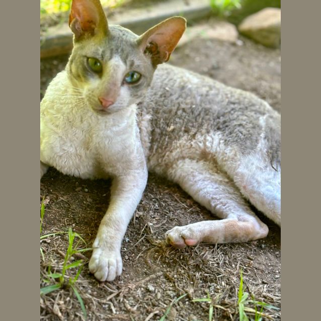 Jago - Male Cornish Rex Mix Cat in QLD - PetRescue