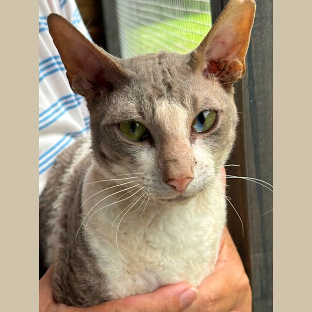 Jago - Male Cornish Rex Mix Cat in QLD - PetRescue