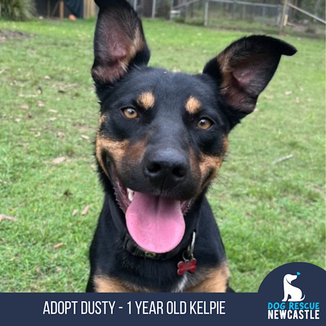 Dusty - 1 Year Old Kelpie (Trial) - Medium Male Kelpie Dog in NSW ...