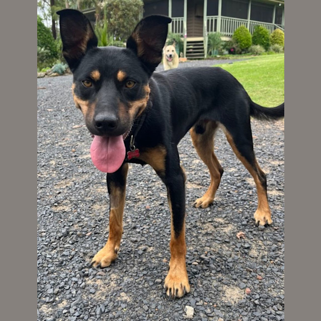 Dusty - 1 Year Old Kelpie (Trial) - Medium Male Kelpie Dog in NSW ...