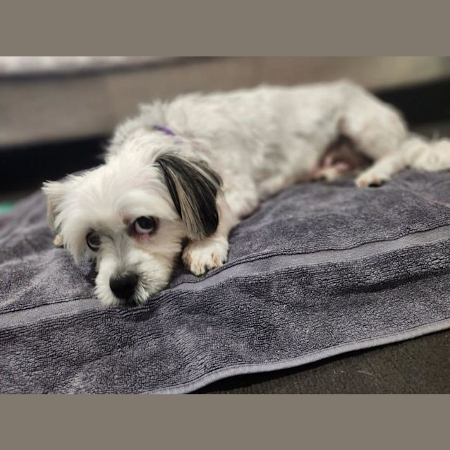 Flossie - 5 Year Old Maltese (Trial) - Small Female Maltese Dog in NSW ...