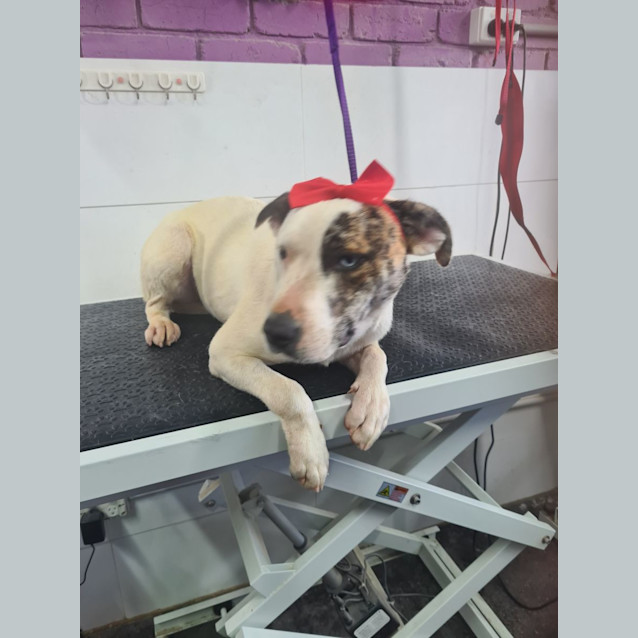 Merle - Medium Female Staffy Mix Dog in VIC - PetRescue