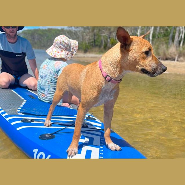 Ginger - Medium Female Australian Cattle Dog x Staffy Dog in NSW ...