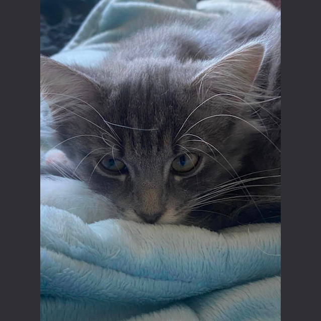 Sylvie **2nd Chance Cat Rescue** - Female Domestic Medium Hair Cat in ...