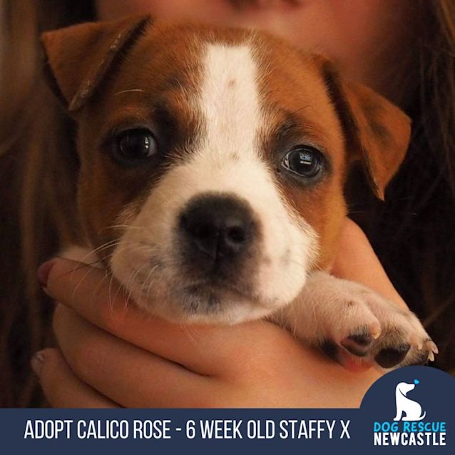 Calico Rose - 6 Week Old Staffy X (Trial) - Medium Female Staffy Mix Dog in NSW - PetRescue