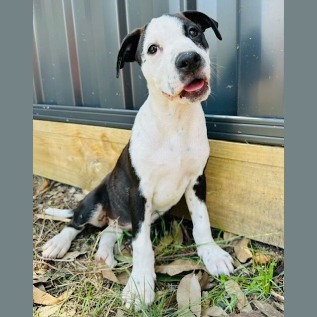 Cauldron - Medium Female Terrier x Cattle Dog Mix Dog in VIC - PetRescue