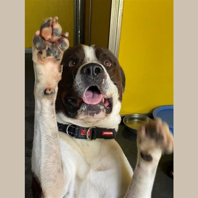 Buster - Small Male Bullmastiff x American Staffordshire Bull Terrier ...