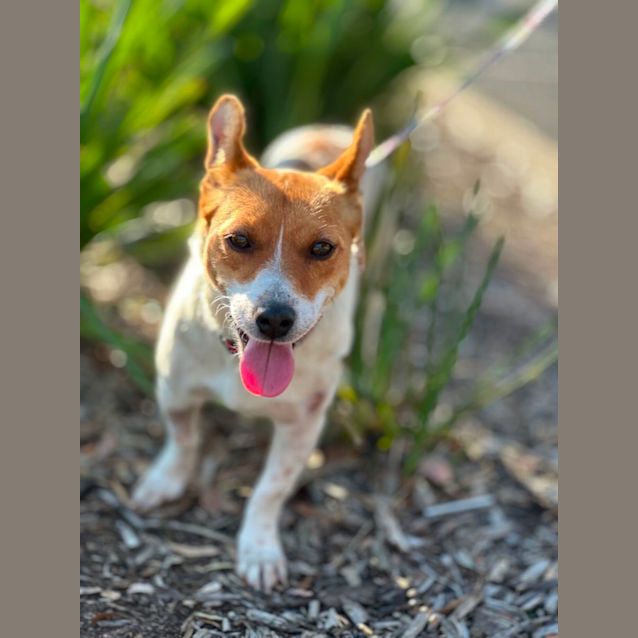 Ruby - The Jack Russell - Small Female Jack Russell Terrier Dog in VIC ...