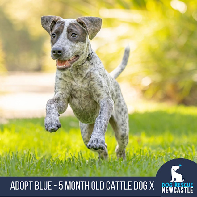 Blue - 5 Month Old Cattle Dog X (Trial) - Medium Male Cattle Dog Mix ...