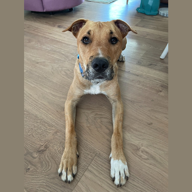 Mr Bojangles - Large Male Rhodesian Ridgeback x Staghound Dog in VIC ...