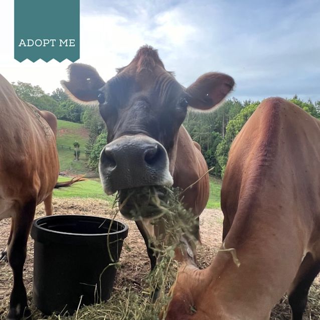 Jazzy, Jamiee, and Jessie - Female Cow in QLD - PetRescue