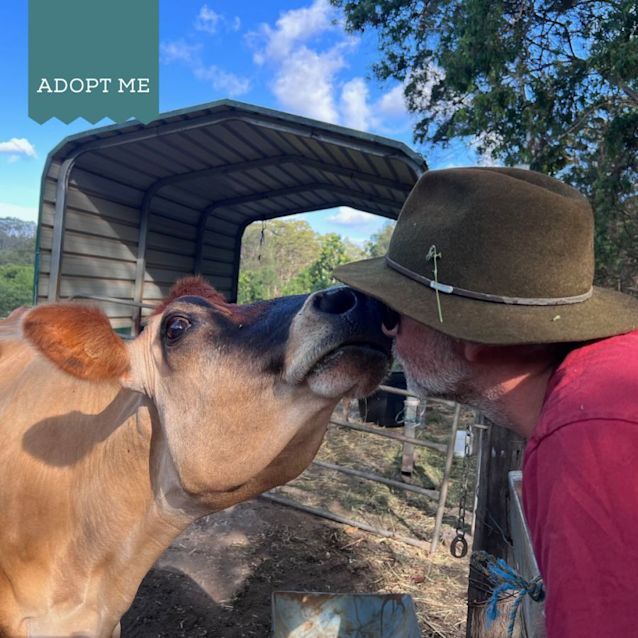 Jazzy, Jamiee, and Jessie - Female Cow in QLD - PetRescue