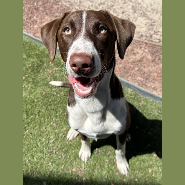 Frankie - Medium Male Border Collie x Pointer Mix Mix Dog in VIC - PetRescue