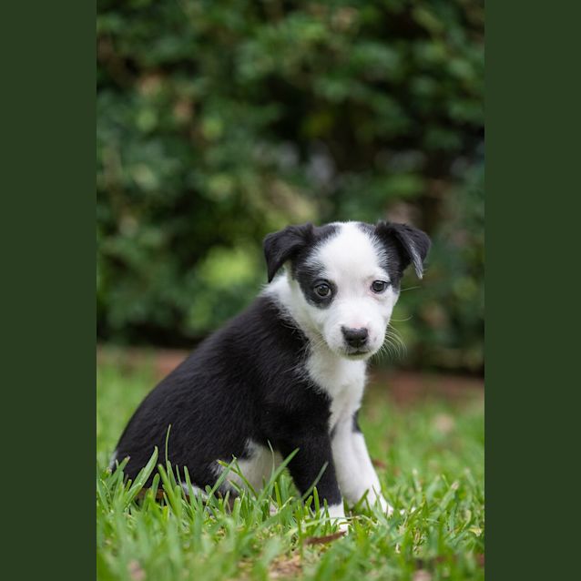 Elainer - Medium Female Border Collie Mix Dog in NSW - PetRescue