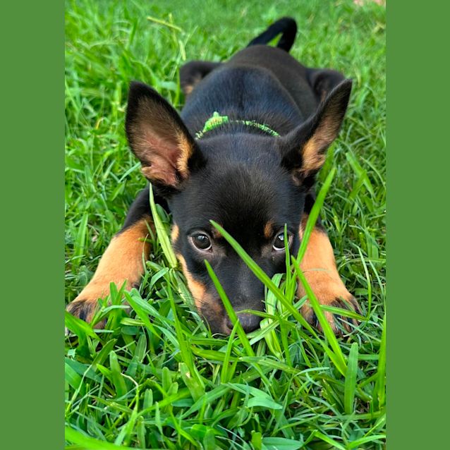 Foxy - 9 Week Old Kelpie (Trial) - Medium Male Kelpie Dog in NSW ...