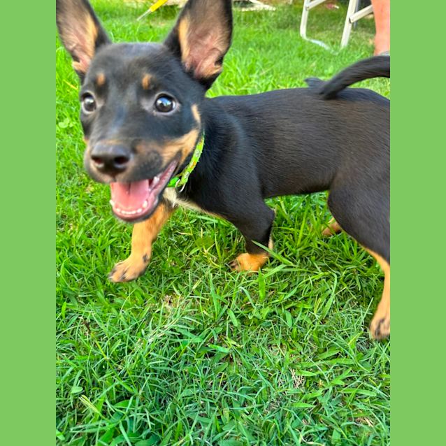 Foxy - 9 Week Old Kelpie (Trial) - Medium Male Kelpie Dog in NSW ...