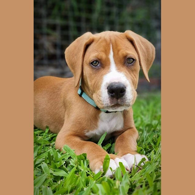 Stefan - Medium Male Staffordshire Bull Terrier x Corgi Mix Dog in QLD ...