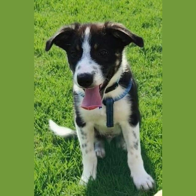 Jude - 18 Week Old Border Collie (Trial) - Medium Male Border Collie Dog in NSW - PetRescue