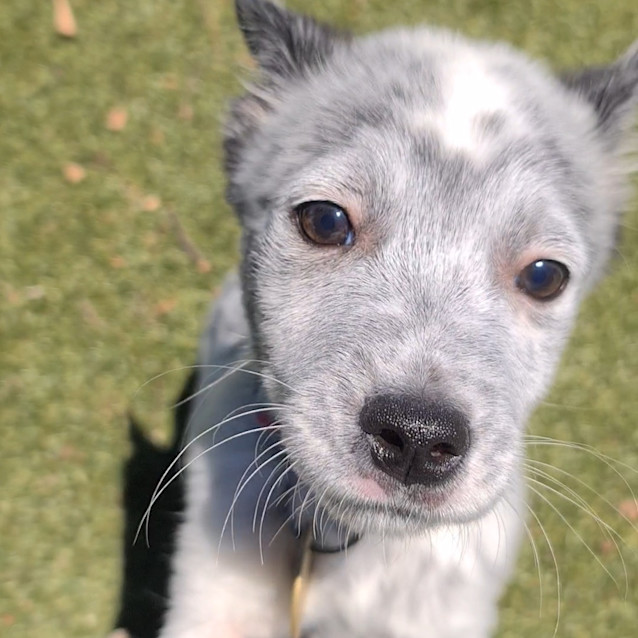 Theodore - Medium Male Border Collie x Heeler Mix Dog in VIC - PetRescue