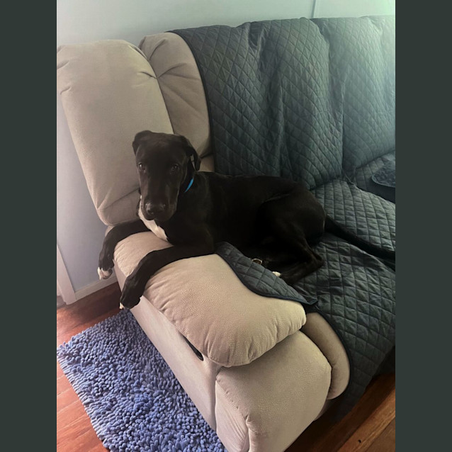 Boof - Large Male Bull Arab x Mastiff Dog in QLD - PetRescue