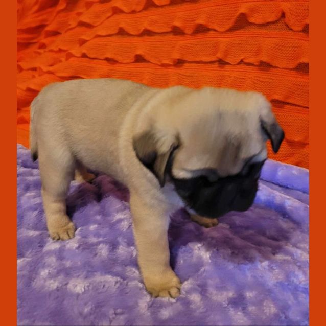 Ash - Small Male Pug Dog in NSW - PetRescue
