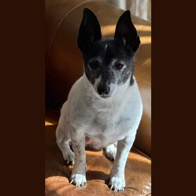 Buddle & Kyla - Small Male Dachshund x Pomeranian x Jack Russell ...