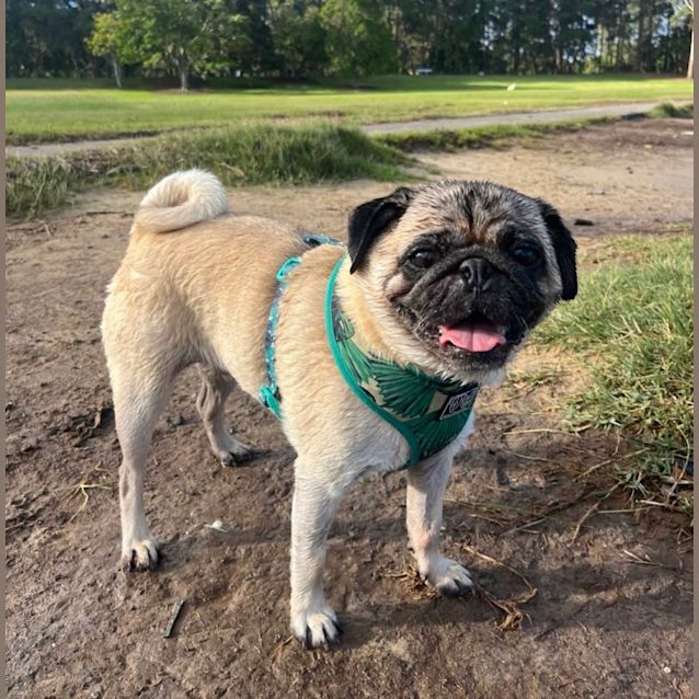 Max 🧸 - Medium Male Pug Dog in QLD - PetRescue