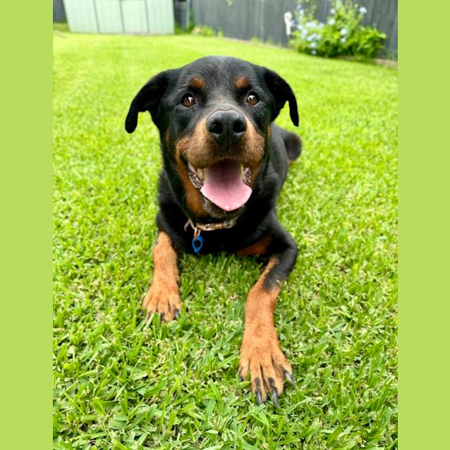 Aivah - Large Female Rottweiler Dog in QLD - PetRescue
