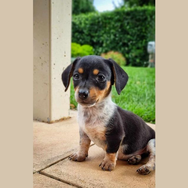 Phoenix - Small Male Dachshund x Jack Russell Terrier Mix Dog in VIC ...
