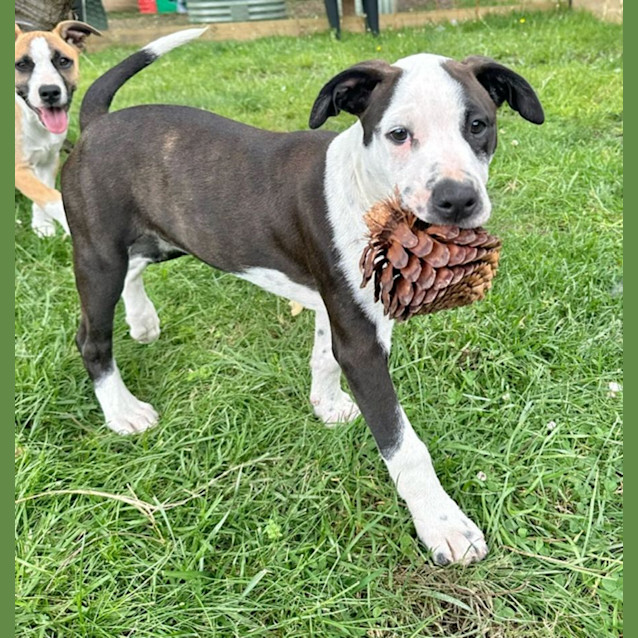 Cauldron - Medium Female Terrier x Cattle Dog Mix Dog in VIC - PetRescue