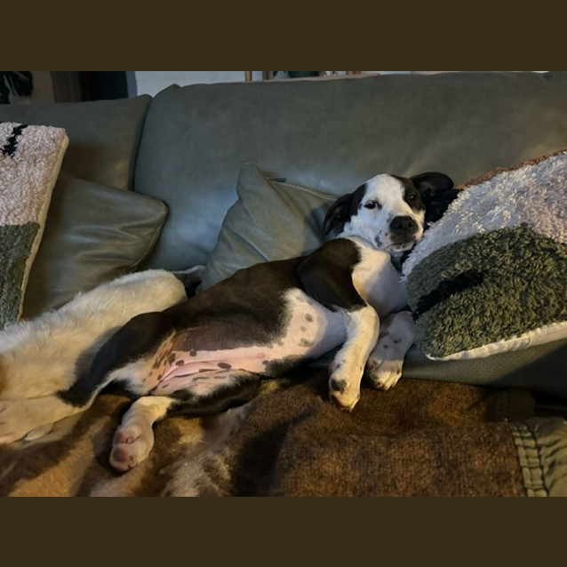 Cauldron - Medium Female Terrier x Cattle Dog Mix Dog in VIC - PetRescue