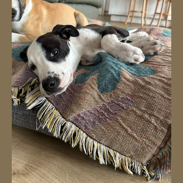 Cauldron - Medium Female Terrier x Cattle Dog Mix Dog in VIC - PetRescue