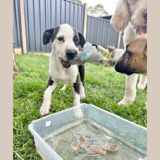 Cauldron - Medium Female Terrier x Cattle Dog Mix Dog in VIC - PetRescue