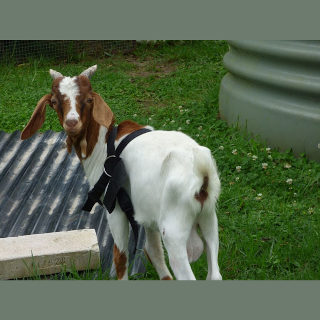 George mini boar goat - Male Goat in NSW - PetRescue