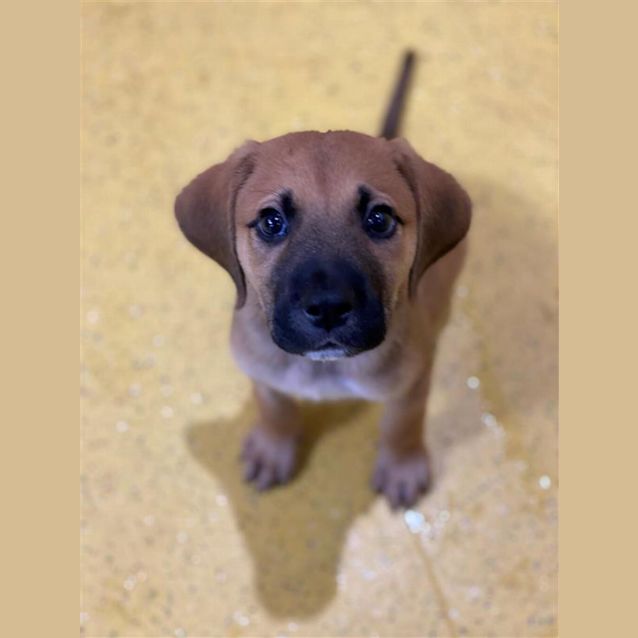 Oscar - Medium Male Medium Cross Breed Mix Dog in QLD - PetRescue