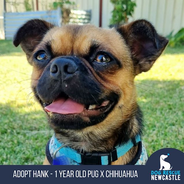 Hank - 1 Year Old Pug X Chihuahua (Trial) - Small Male Pug x Chihuahua ...