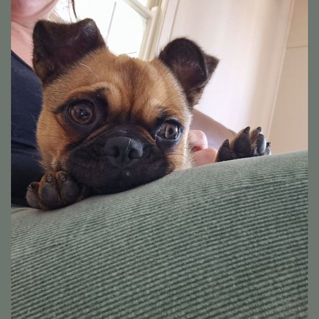 Hank - 1 Year Old Pug X Chihuahua (Trial) - Small Male Pug x Chihuahua ...