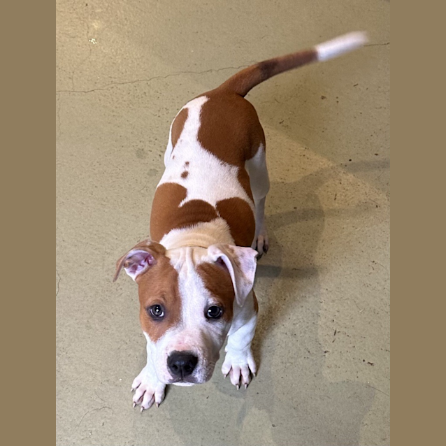 Lexi - Medium Female American Staffordshire Terrier Dog in VIC - PetRescue