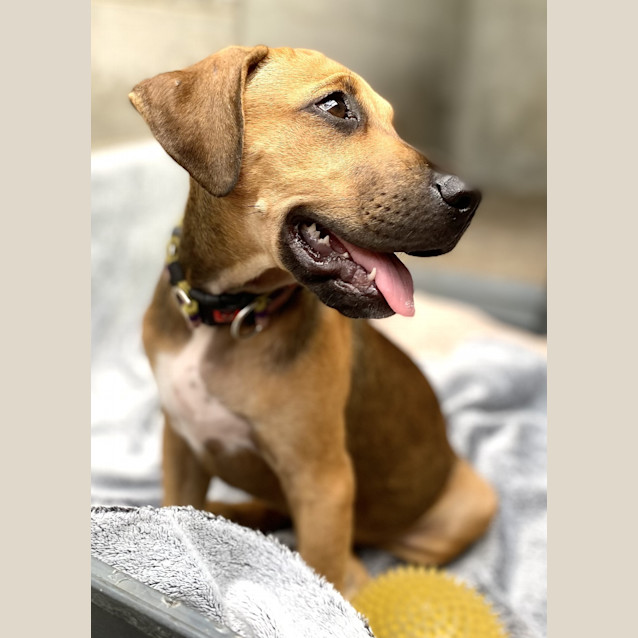 Skye - Medium Female Shar Pei x English Pointer Mix Dog in QLD - PetRescue