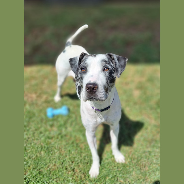 Millie - Large Female Bull Arab x Great Dane Mix Dog in QLD - PetRescue