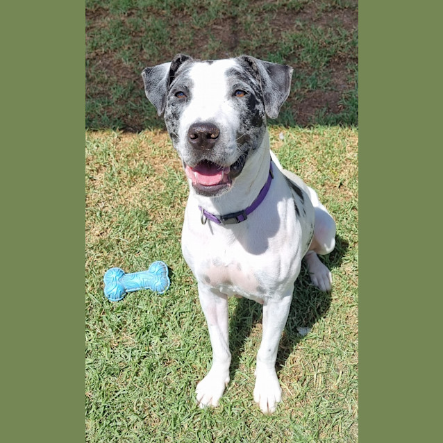 Millie - Large Female Bull Arab x Great Dane Mix Dog in QLD - PetRescue