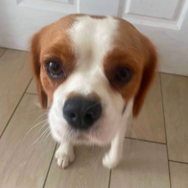 Ronnie - Small Male Cavalier King Charles Spaniel x Beagle Mix Dog in ...