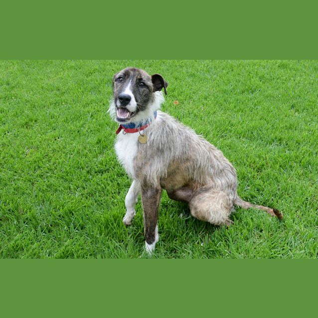 Jojo - Medium Female Bull Arab x Staghound Mix Dog in VIC - PetRescue