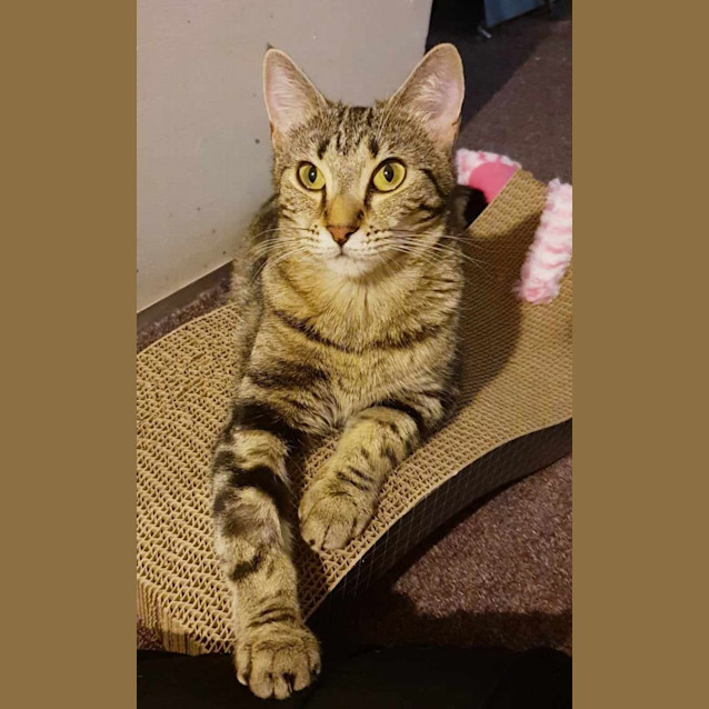 Lissy - Female Domestic Short Hair Cat in NSW - PetRescue