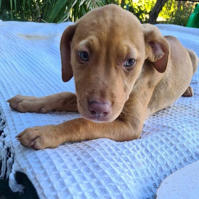 Noodle - Medium Female Rhodesian Ridgeback x Staffordshire Bull Terrier ...