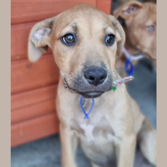 Walnut - Medium Male Rhodesian Ridgeback x Staffordshire Bull Terrier ...