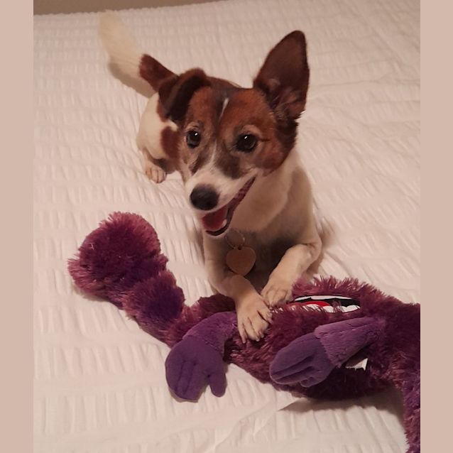 Raso - Small Female Jack Russell Terrier Mix Dog in VIC - PetRescue