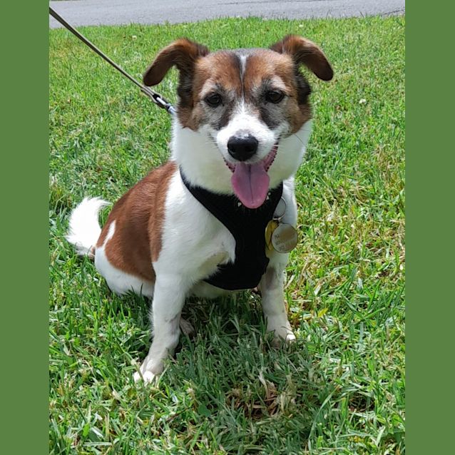 Raso - Small Female Jack Russell Terrier Mix Dog in VIC - PetRescue