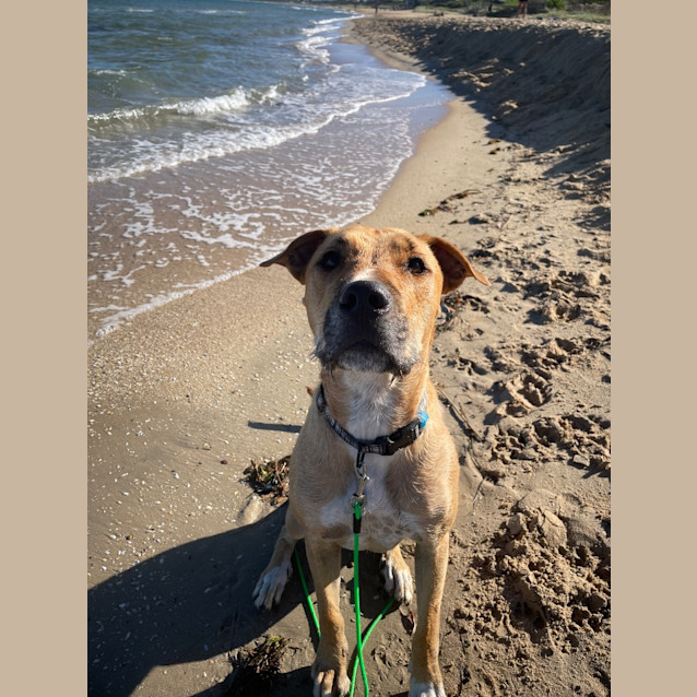 Mr Bojangles - Large Male Rhodesian Ridgeback x Staghound Dog in VIC ...